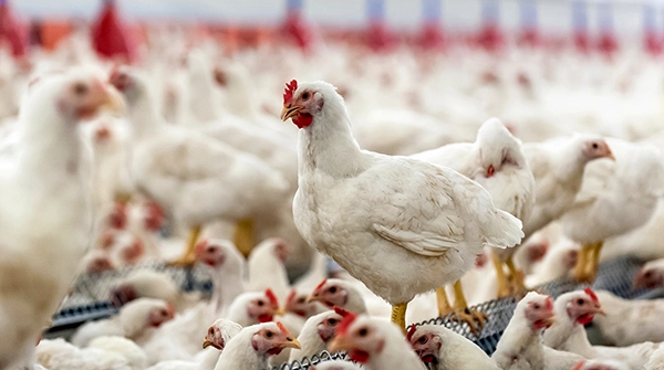 Products & Services for Poultry Producers | Animal Health International